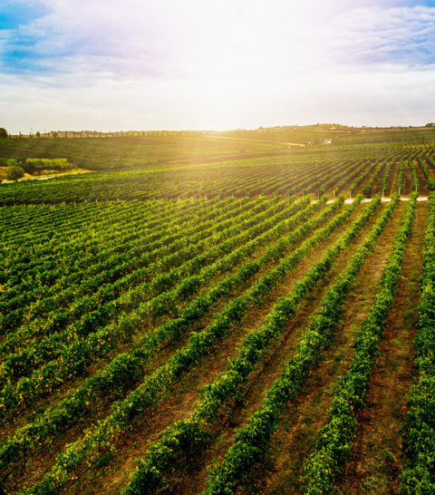 Home - Pimentel Family Wines